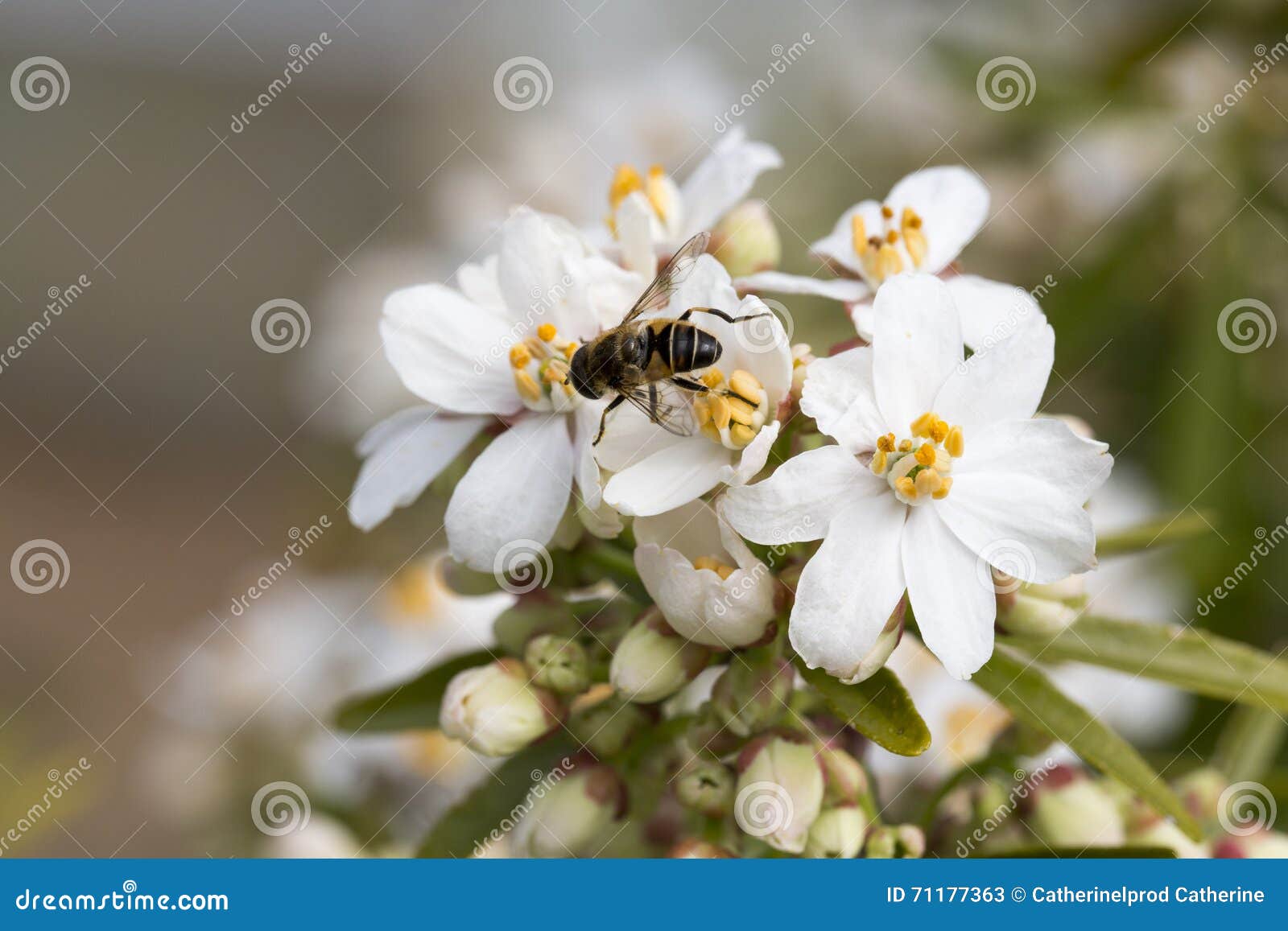 Bee Foraging pollen legs stock image. Image of blooming - 71177363