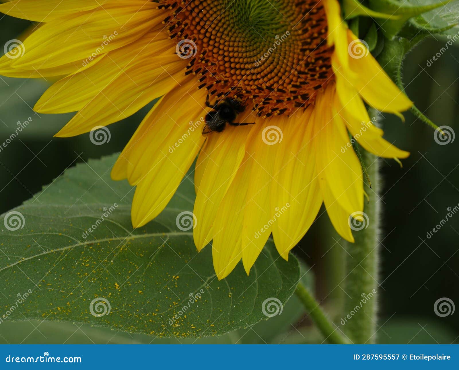 Bee Foraging Pollen and Nectar in a Sunflower Stock Image - Image of ...