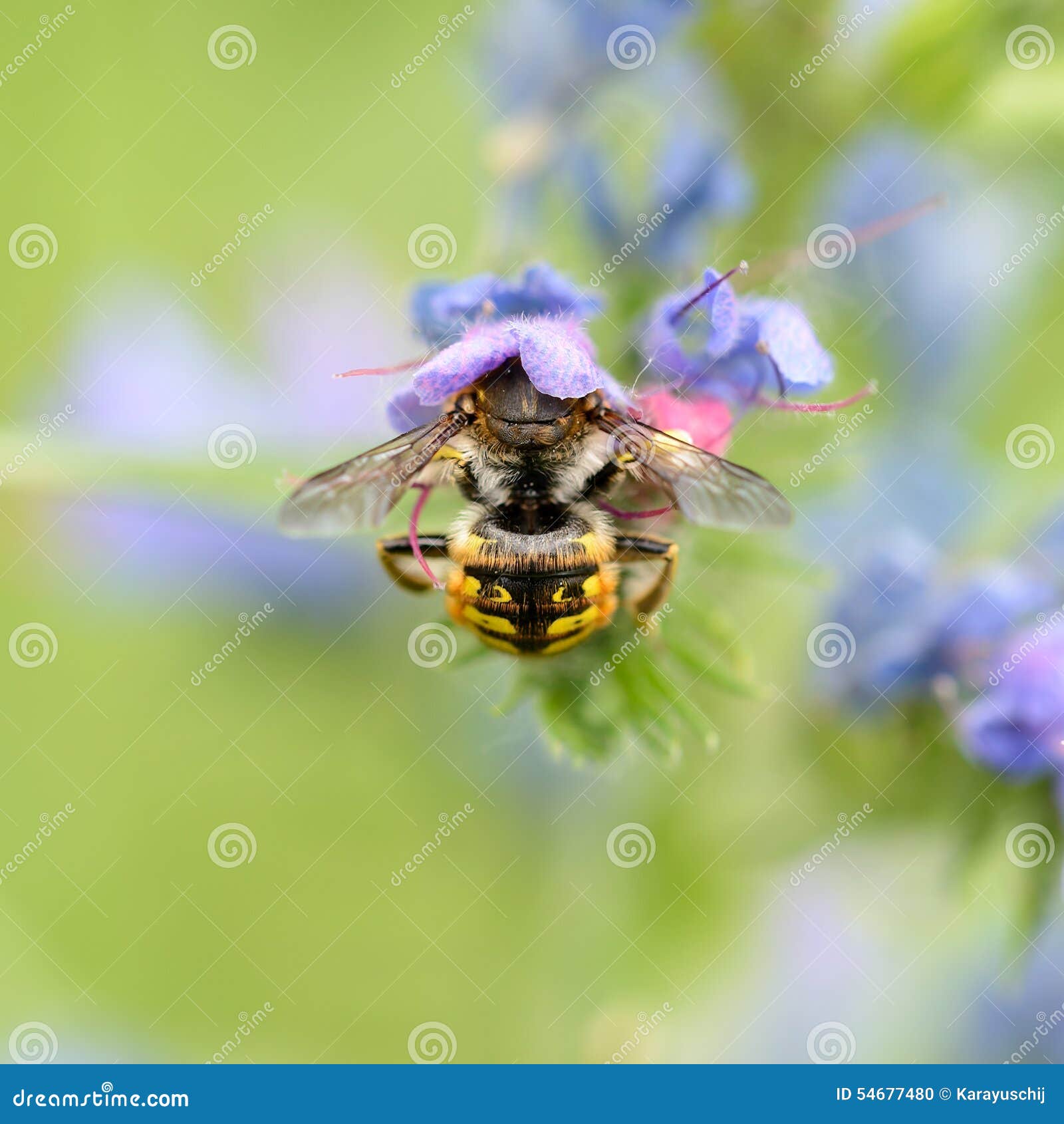 Bee Foraging stock photo. Image of wing, foraging, nature - 54677480