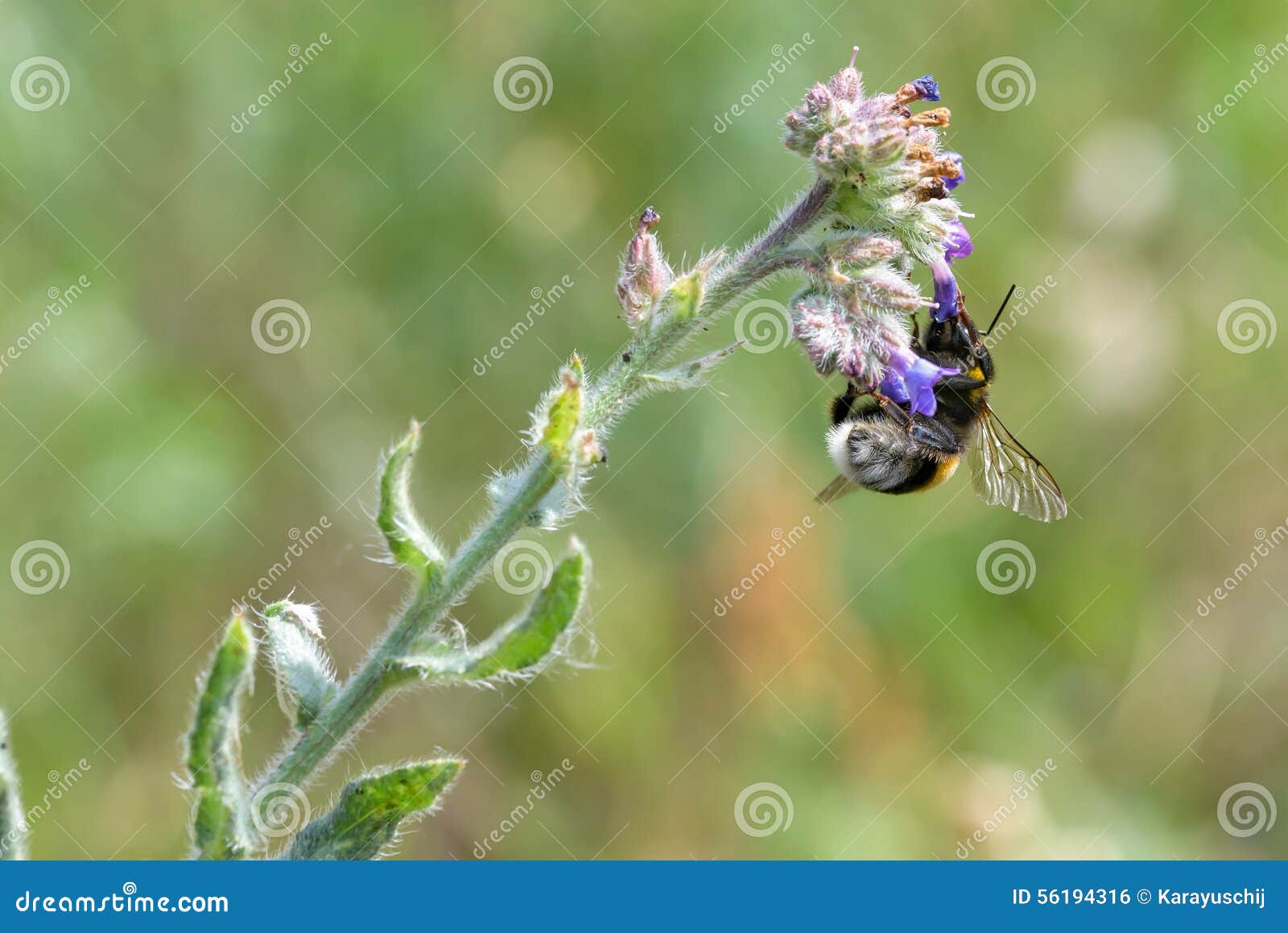 Bee Foraging stock photo. Image of green, small, animal - 56194316