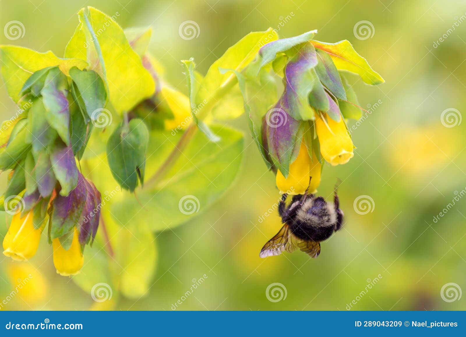 Bee foraging a flower stock image. Image of wild, plant - 289043209