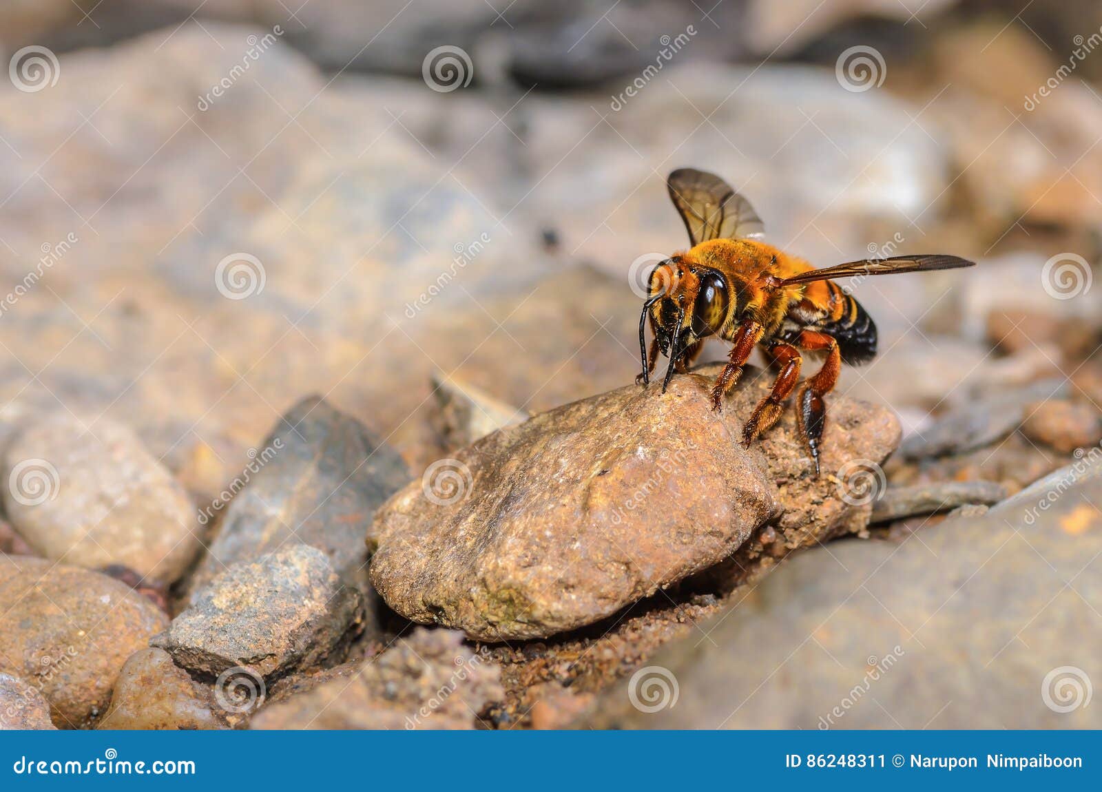 Bee in forest. stock image. Image of close, macro, outdoor - 86248311