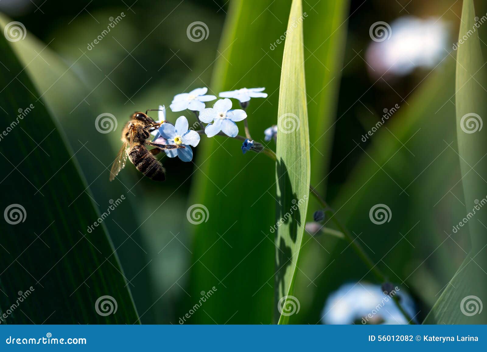 Bee on the forget-me-not stock photo. Image of summer - 56012082