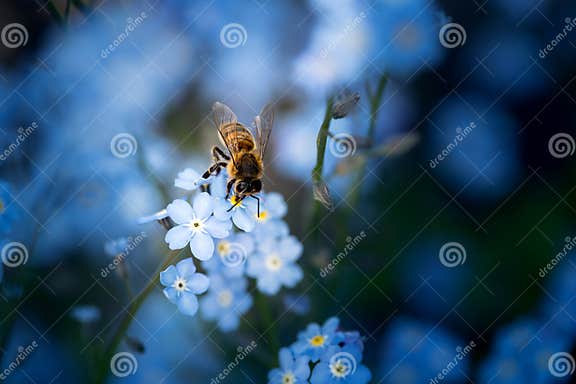 Bee on the forget-me-not stock image. Image of color - 56012097