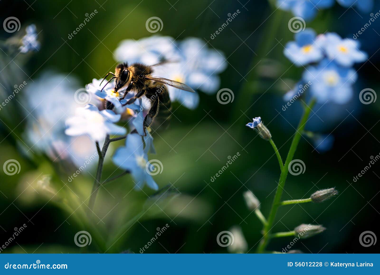 Bee on the forget-me-not stock photo. Image of green - 56012228