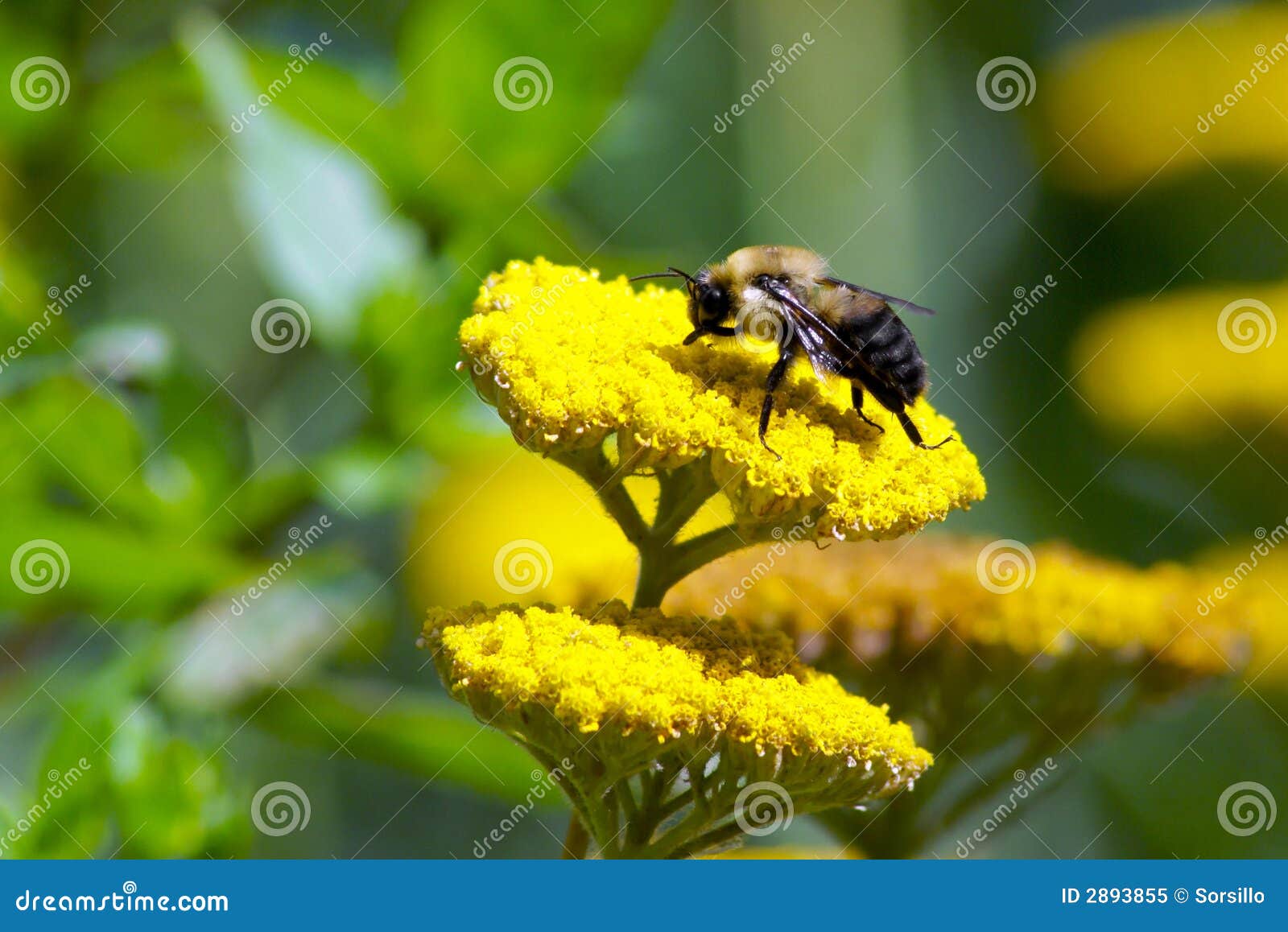 Bee Four Picture. Image: 2893855