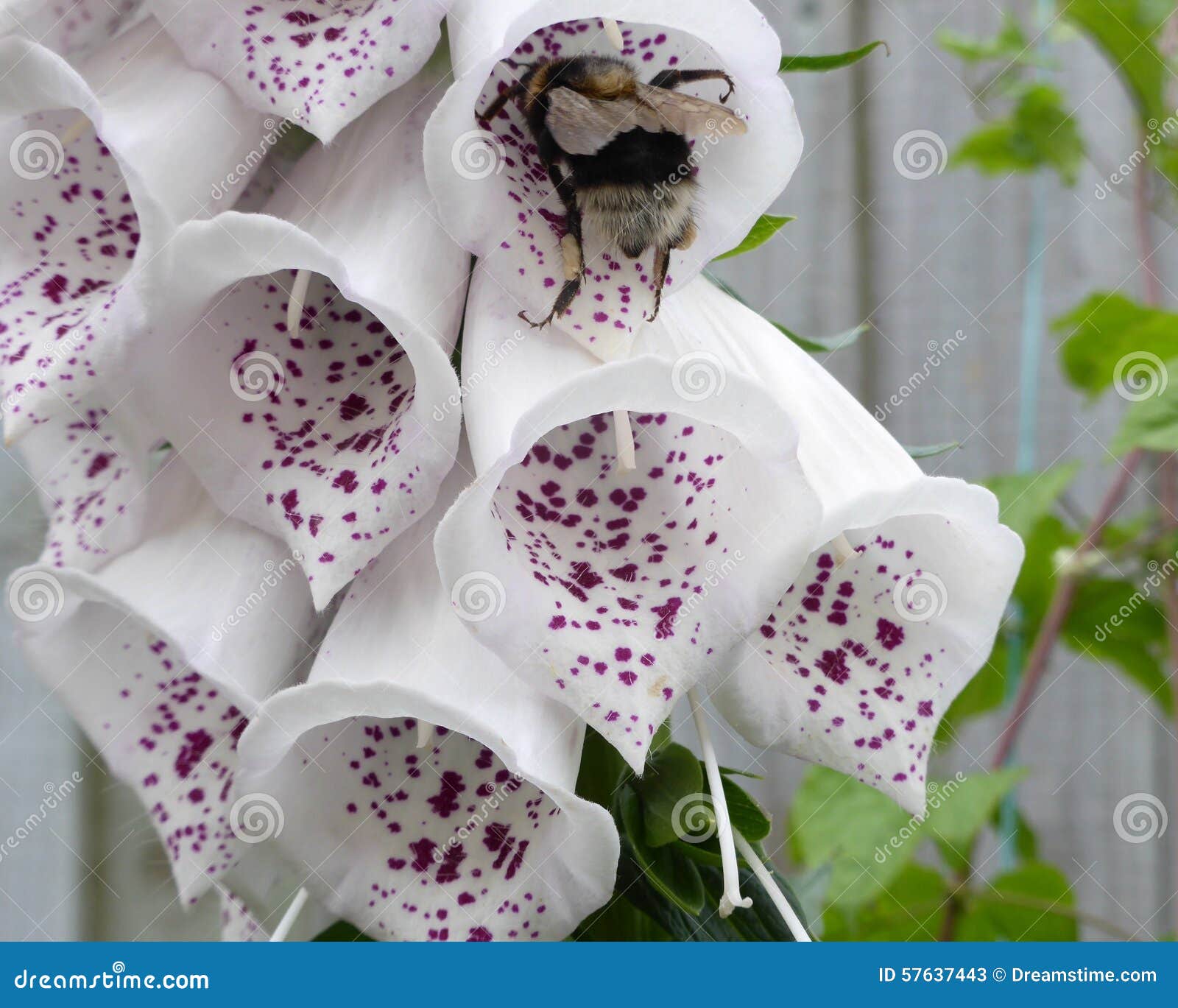 Bee in Foxglove stock image. Image of flower, garden - 57637443