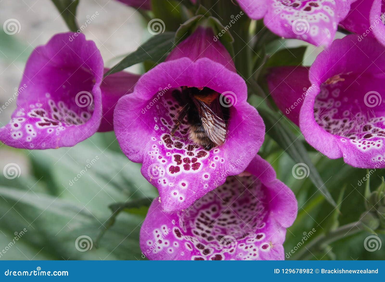 Bumblebee in Foxglove Flower Stock Photo - Image of flower, insect ...