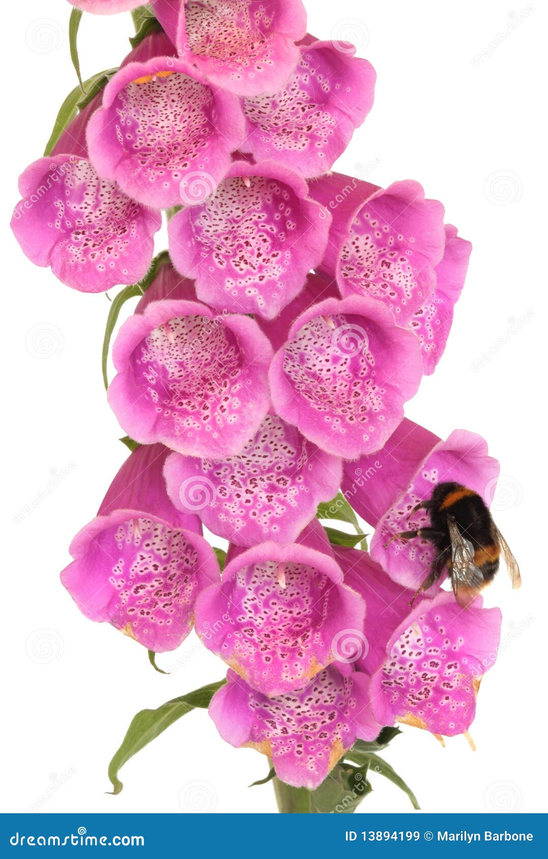 Bee and Foxglove Flower stock image. Image of spring - 13894199