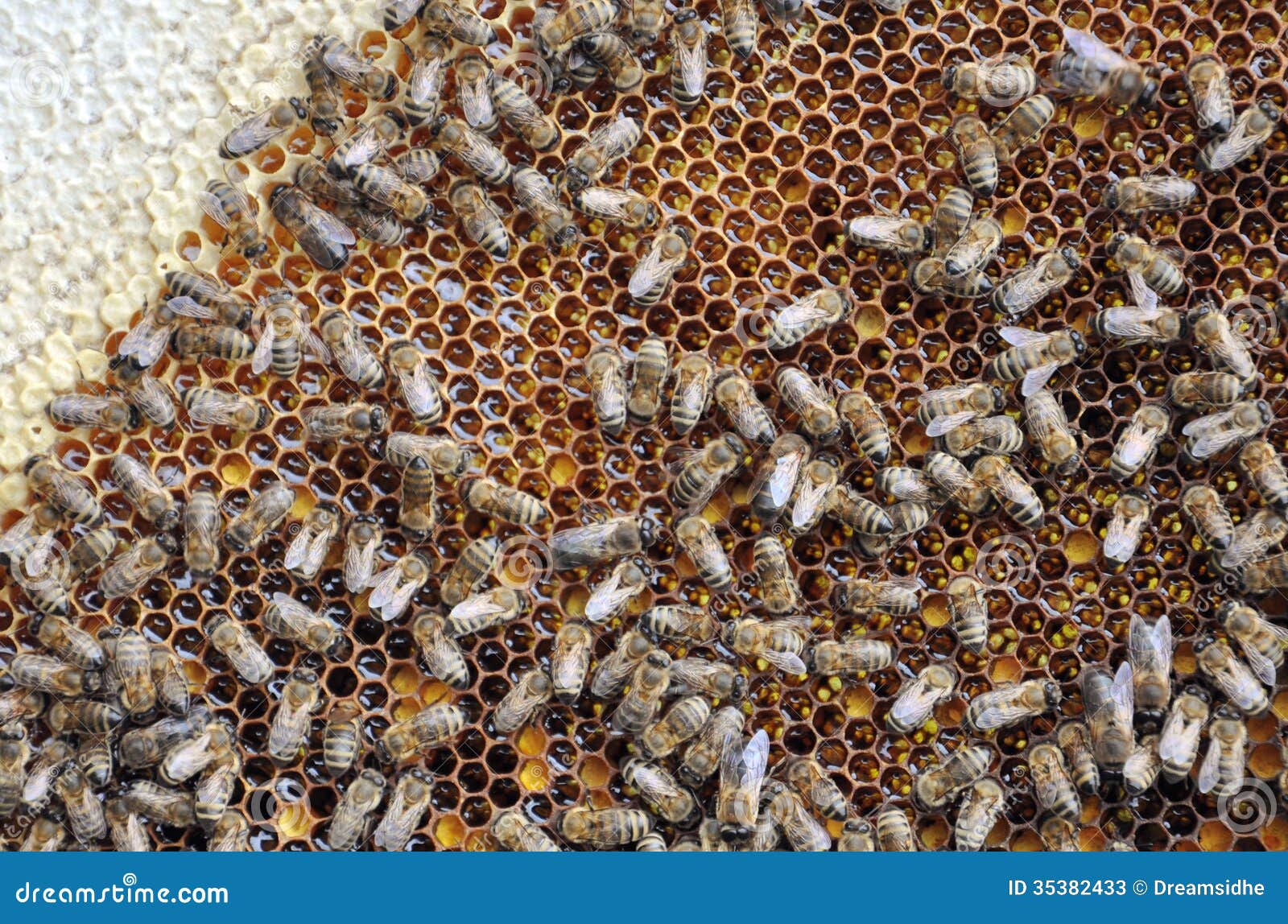 Bee frame with bees stock image. Image of honeycomb, eating - 35382433