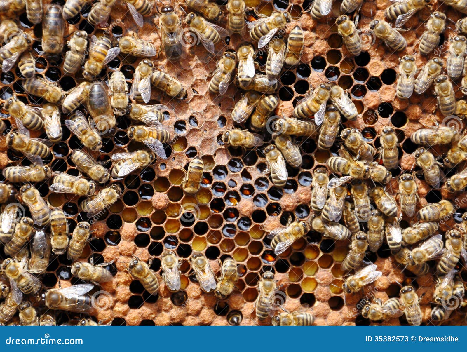 Bee frame with bees stock image. Image of brown, insect - 35382573