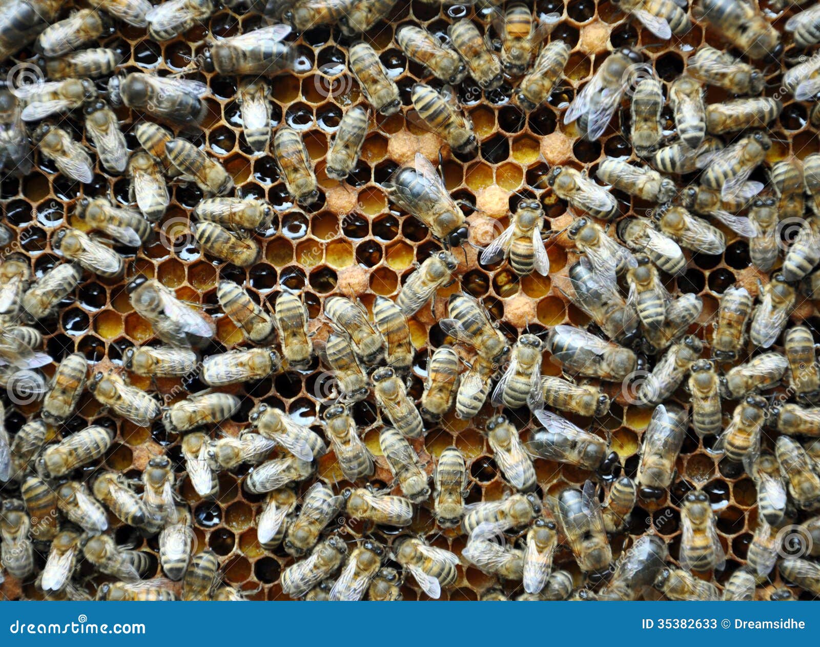 Bee frame with bees stock image. Image of food, close - 35382633