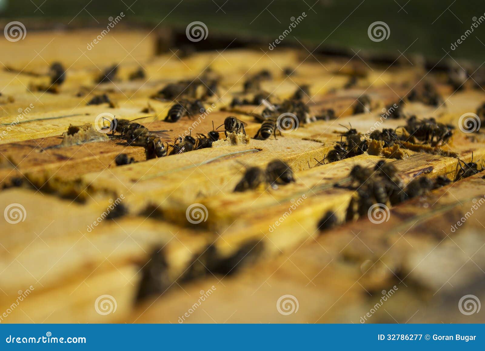 Bee frame stock image. Image of hive, home, busy, honeybee - 32786277