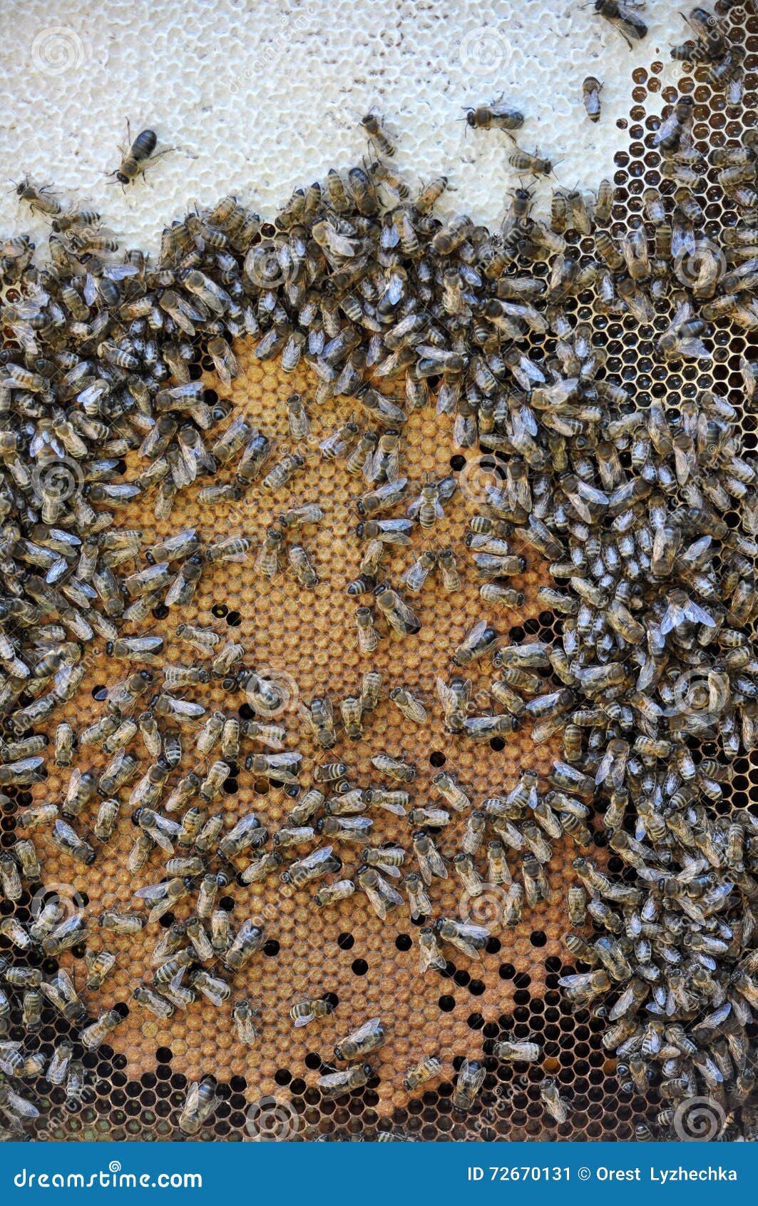 Bee Frame with Honey and Brood Stock Image - Image of nectar, frame ...
