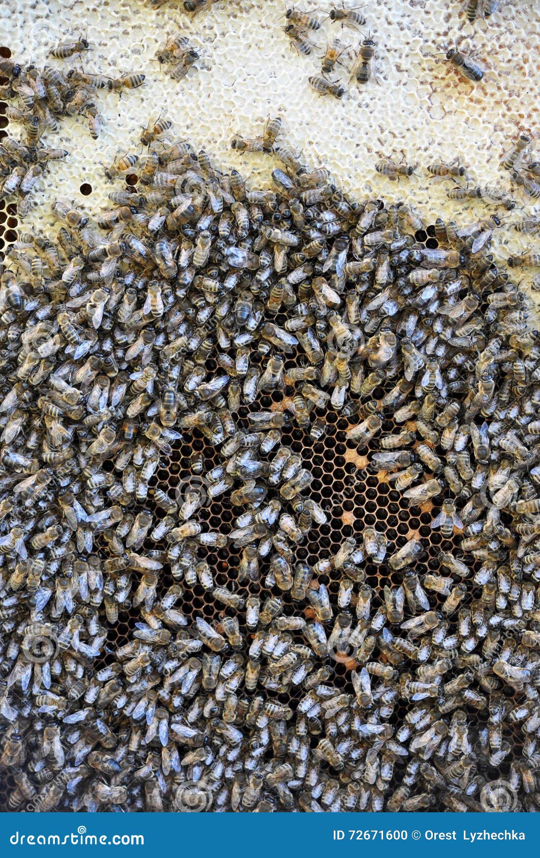 Bee Frame with Honey and Brood_2 Stock Photo - Image of pollination ...