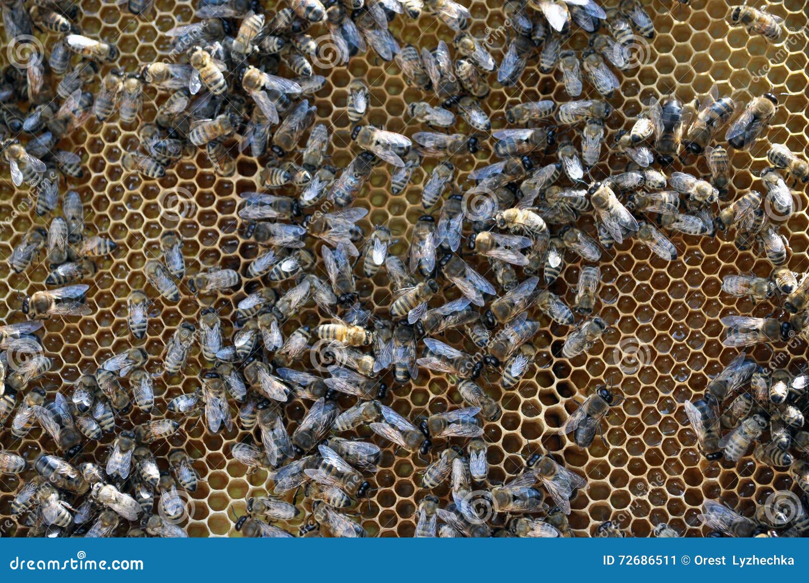 Bee Frame with Honey and Brood Stock Image - Image of pollination ...