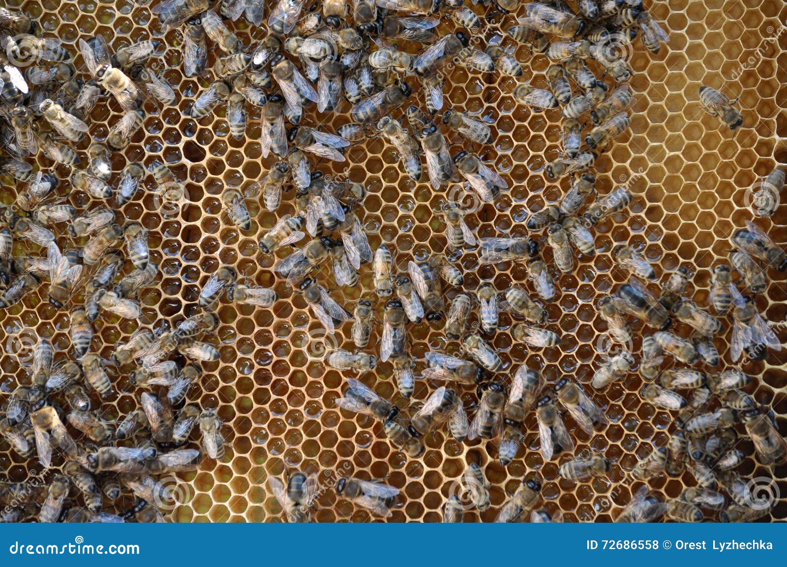 Bee Frame with Honey and Brood Stock Photo - Image of beekeeper ...