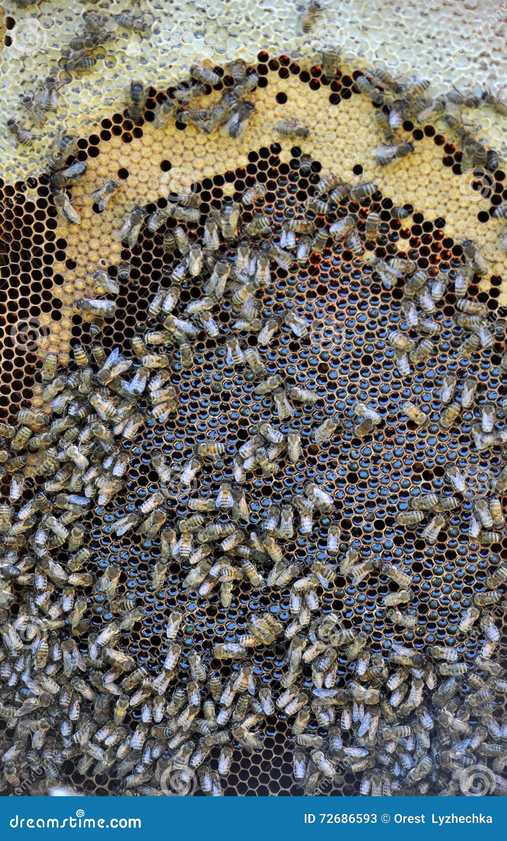 Bee Frame with Honey and Brood Stock Image - Image of beekeeper ...