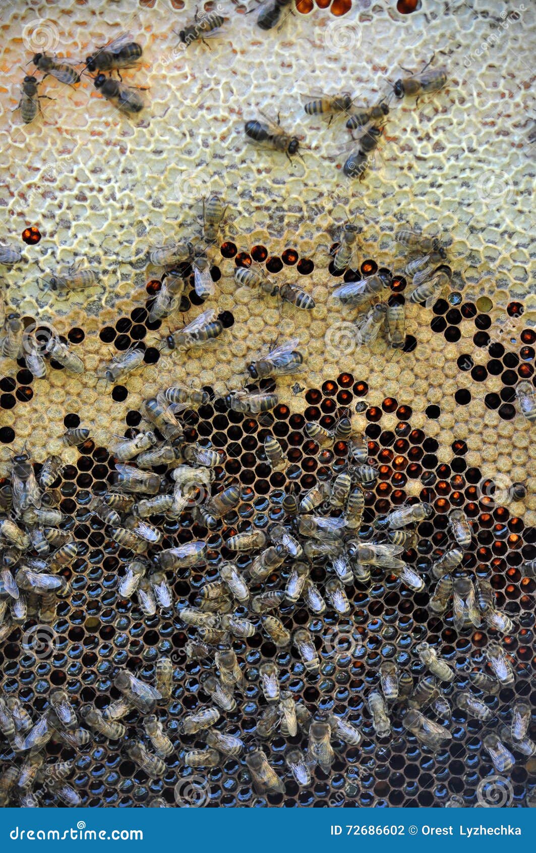 Bee Frame with Honey and Brood Stock Photo - Image of frame, beehive ...