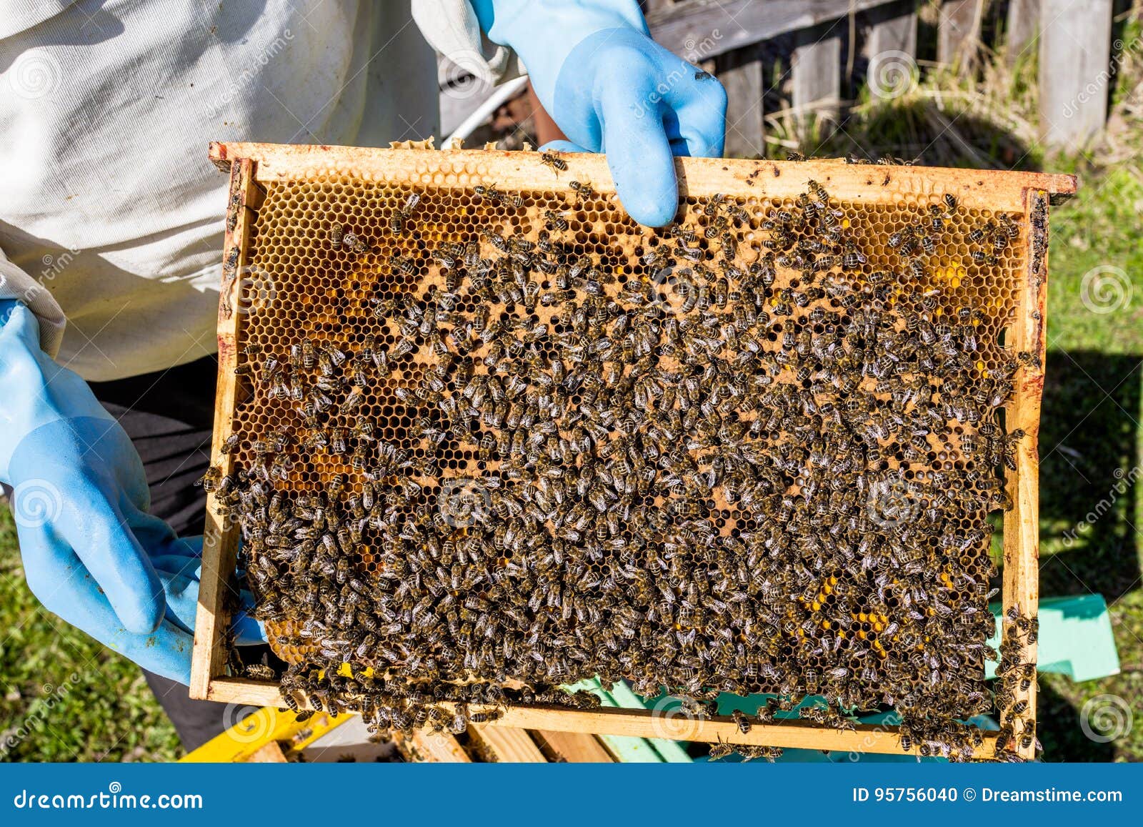 Bee Frame with Honeycomb and Bees Stock Photo - Image of food, frame ...