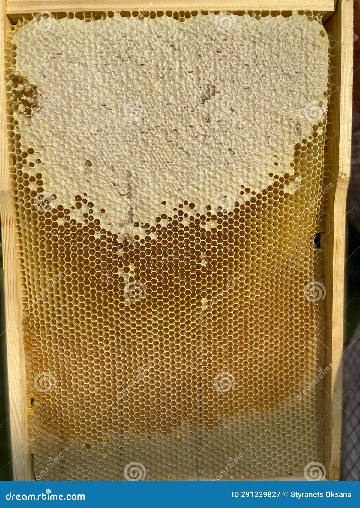 Bee frame with honeycombs stock image. Image of honey - 291239827