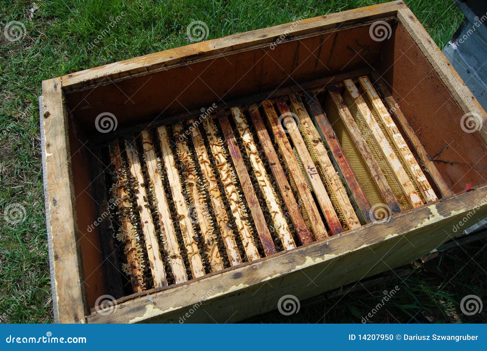 Bee frames stock photo. Image of flower, grass, apitherapy - 14207950