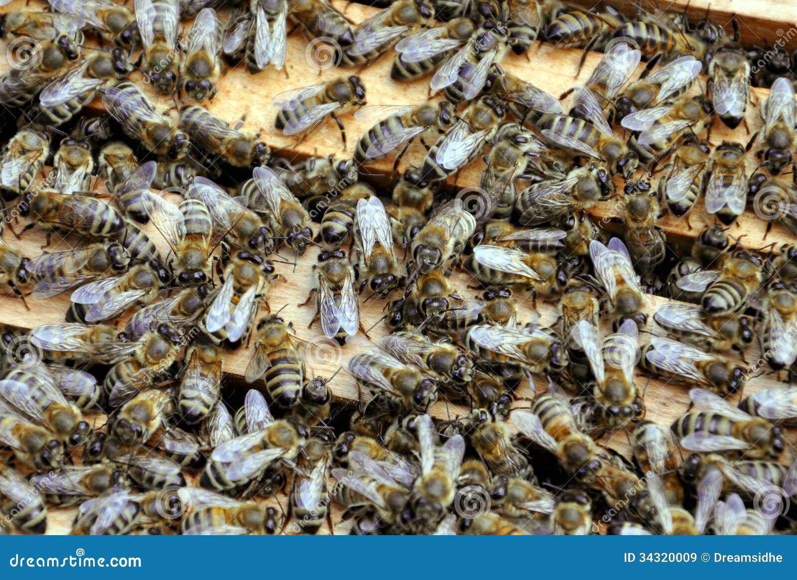 Bee frames with bees stock image. Image of crop, organic - 34320009