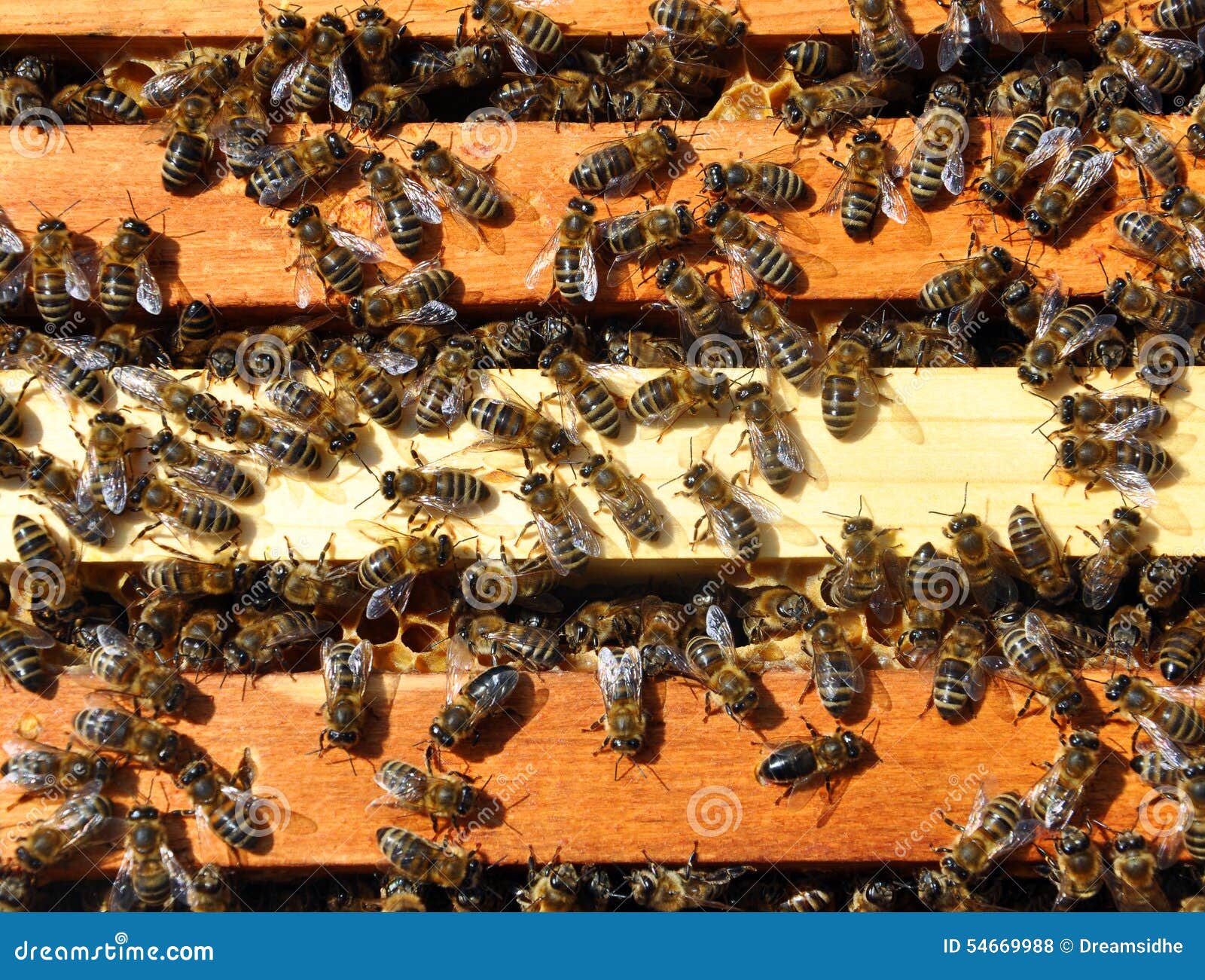 Bee frames with bees stock photo. Image of occupation - 54669988