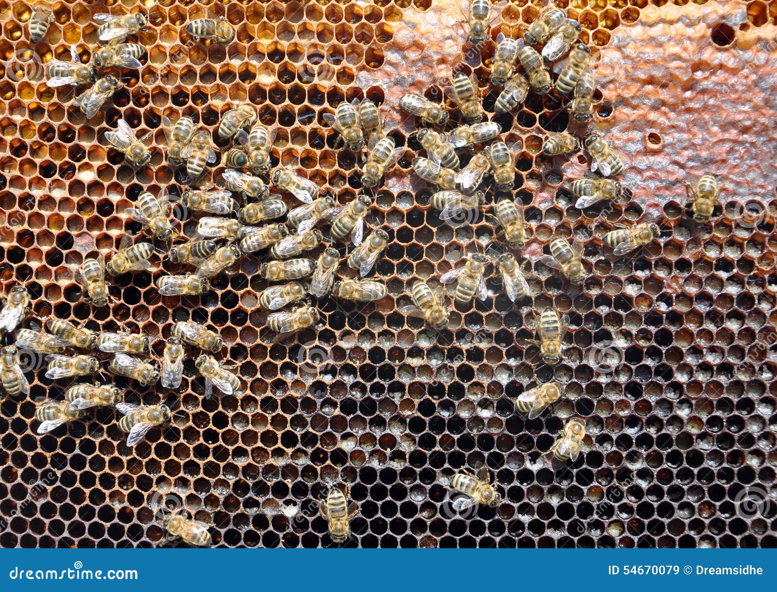 Bee frames with bees stock image. Image of biology, occupation - 54670079
