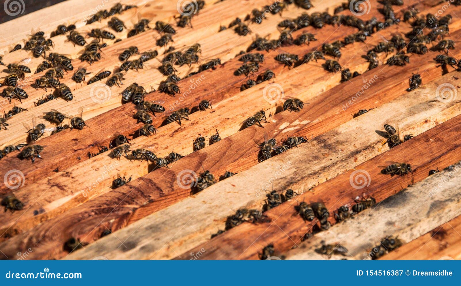 Bee frames with bees stock image. Image of frames, food - 154516387