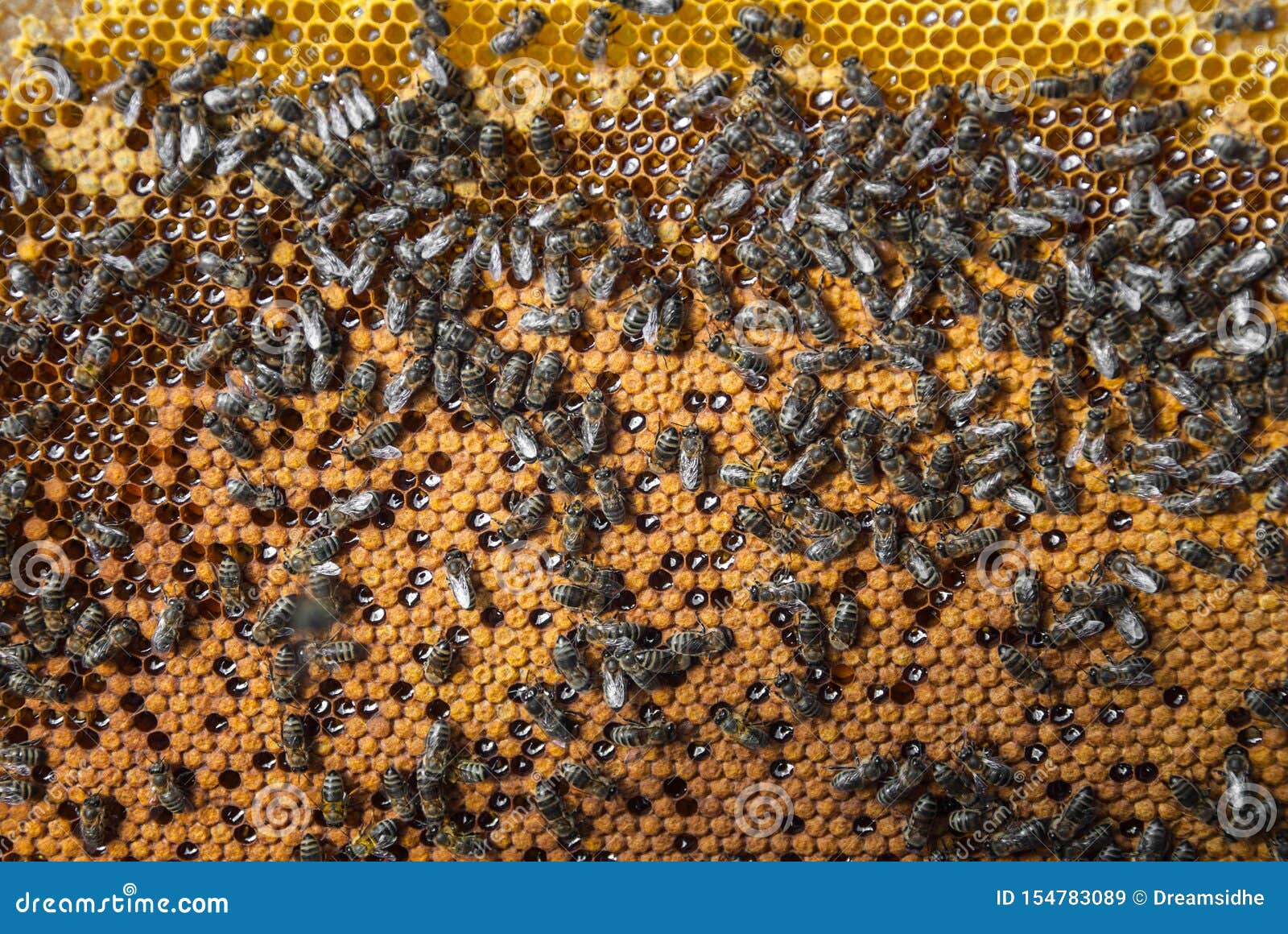 Bee frames with bees stock image. Image of macro, cell - 154783089