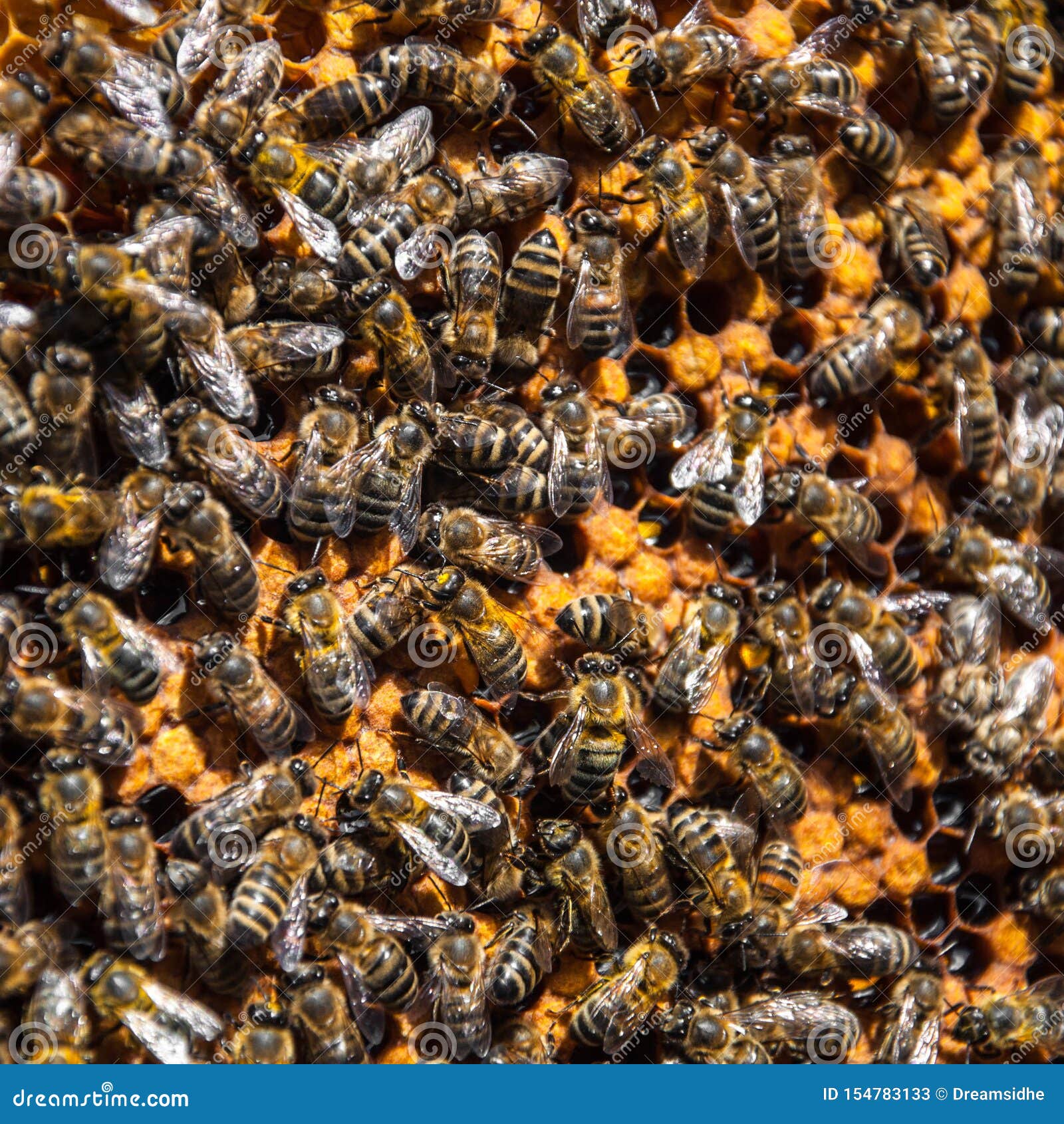 Bee frames with bees stock image. Image of beekeeping - 154783133