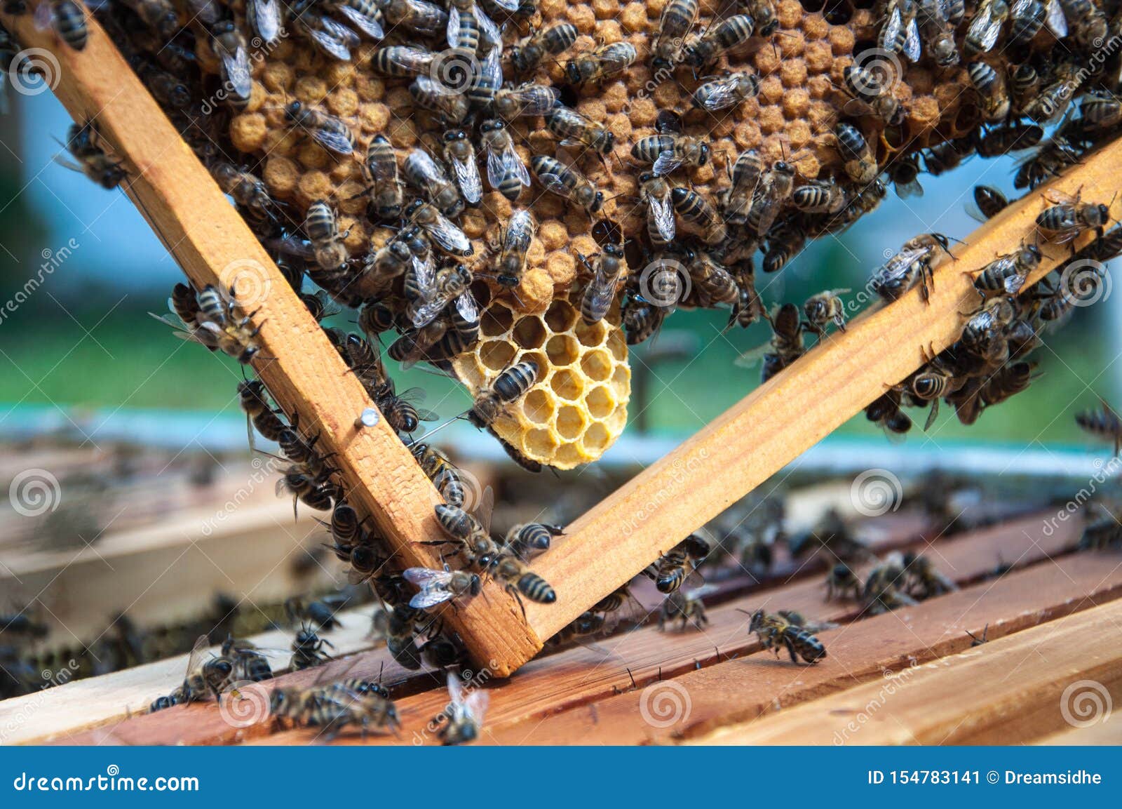 Bee frames with bees stock image. Image of essential - 154783141