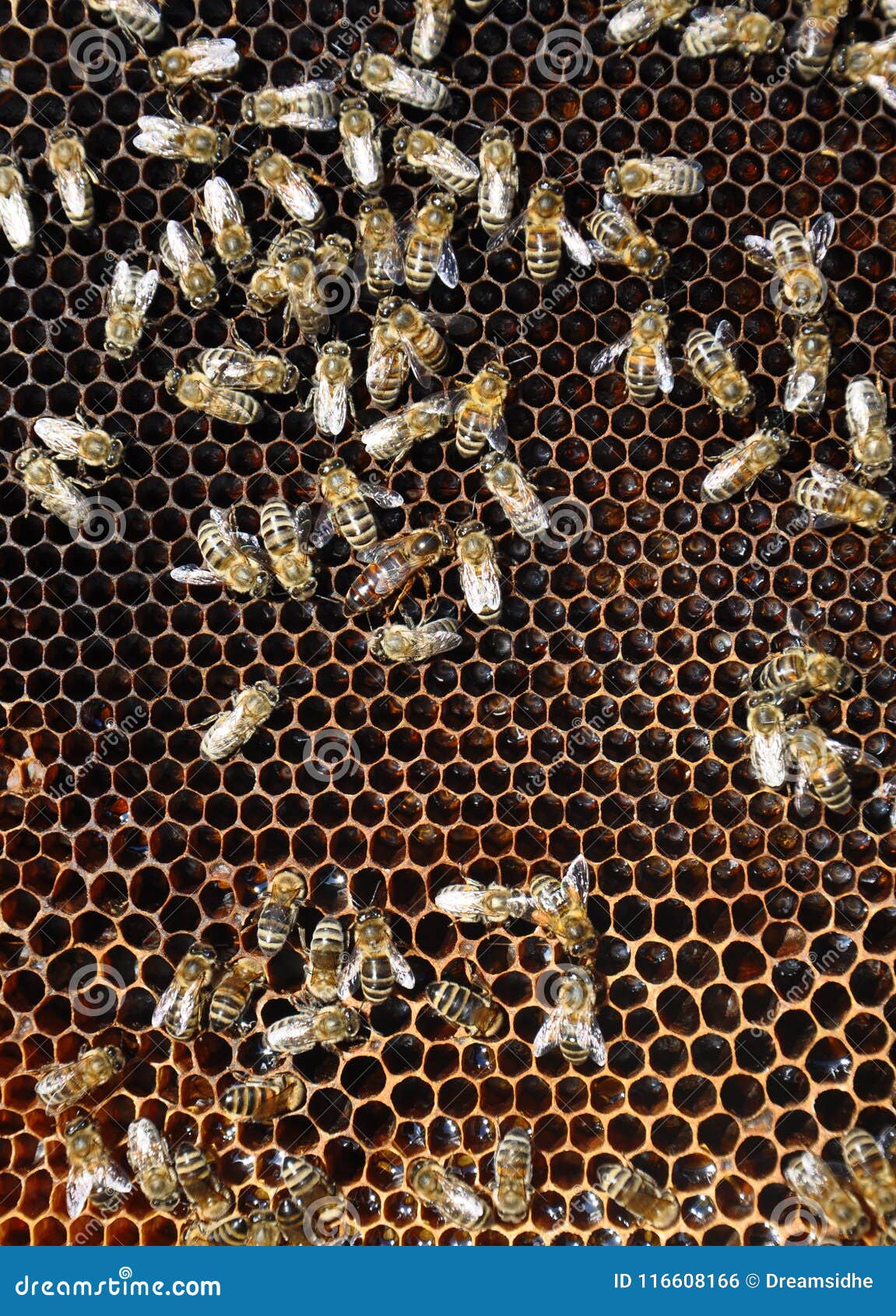 Bee frames with bees stock photo. Image of farm, honeybee - 116608166
