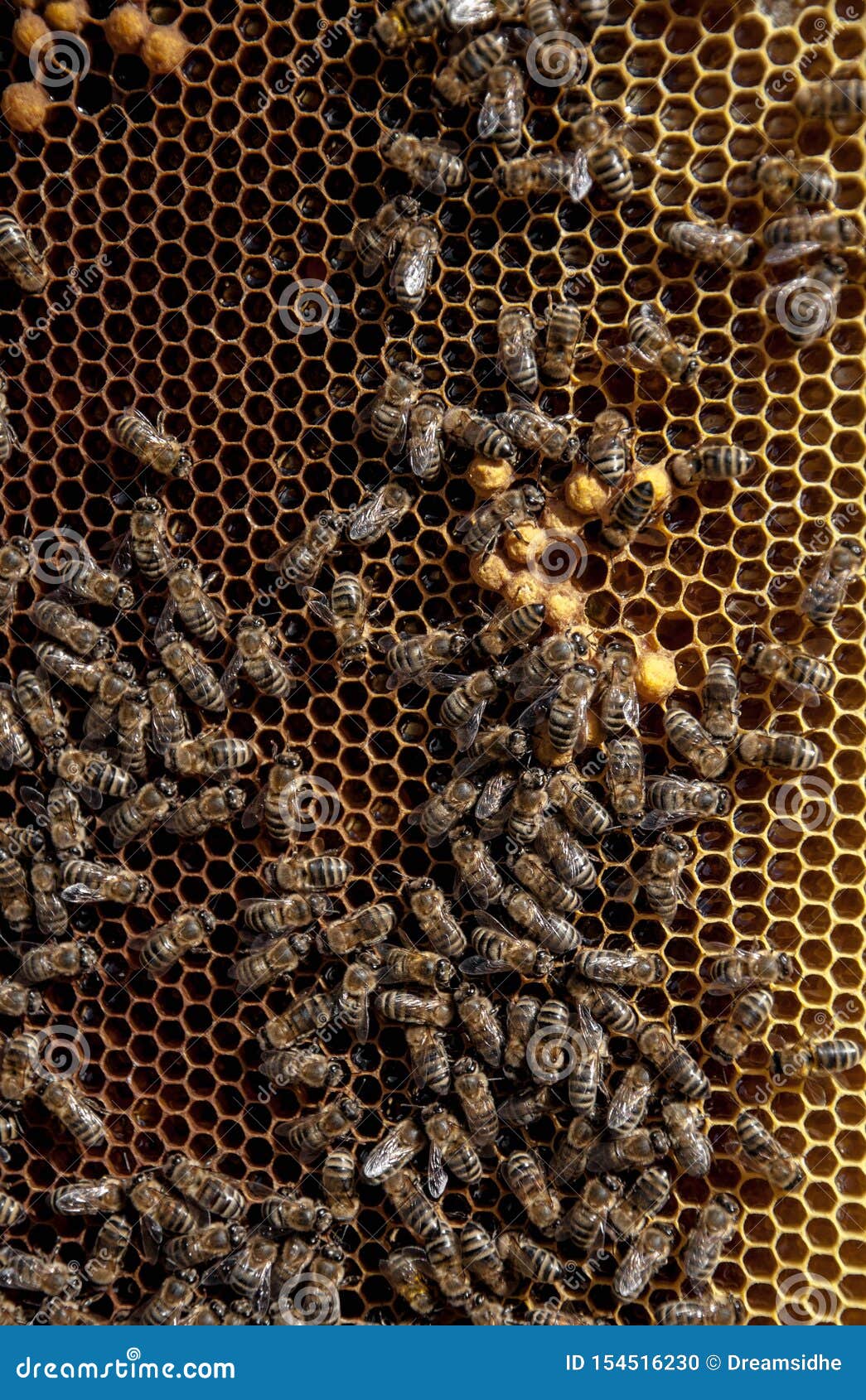 Bee frames with bees stock photo. Image of essential - 154516230