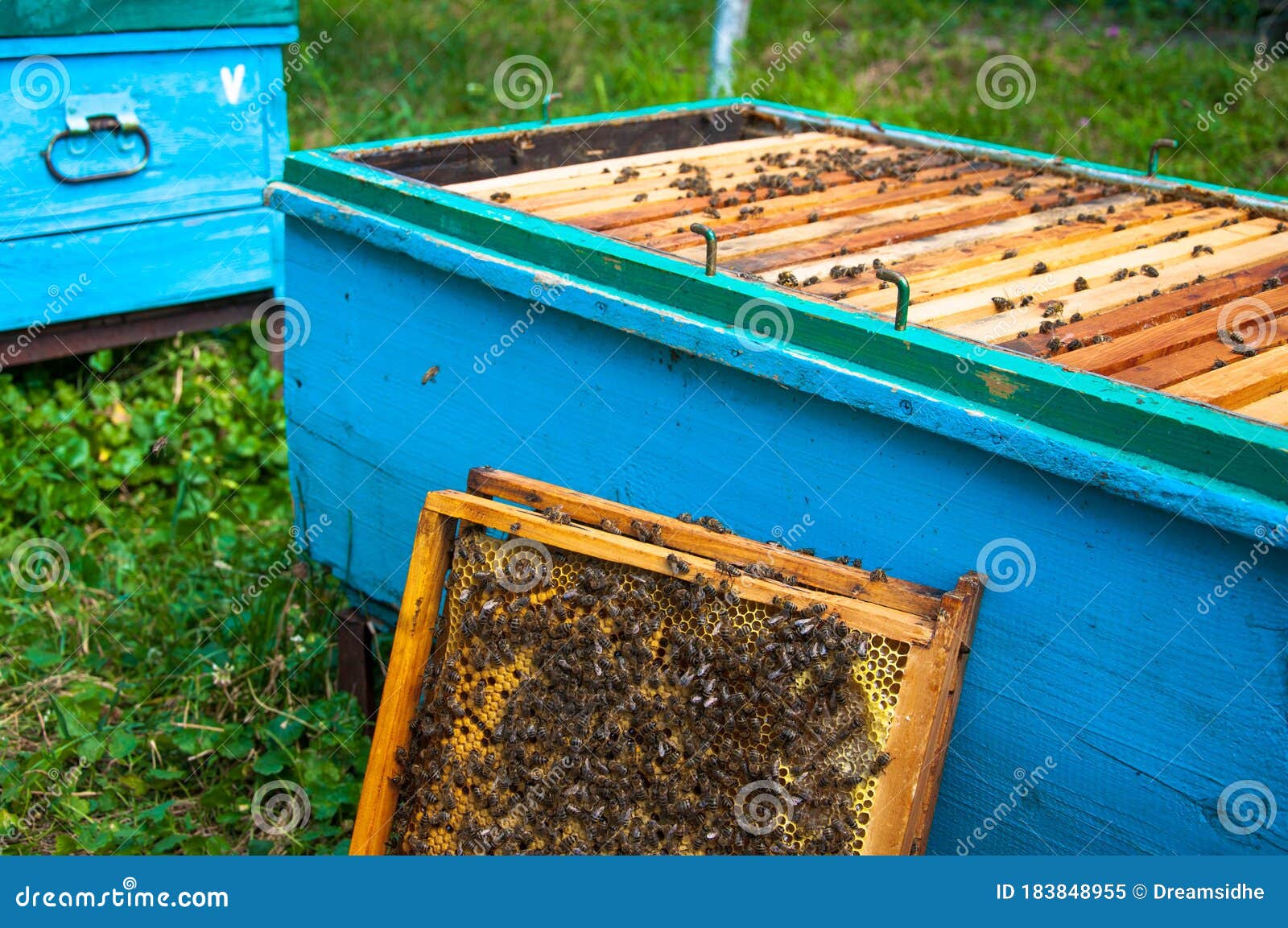Bee frames with bees stock image. Image of colony, insect - 183848955