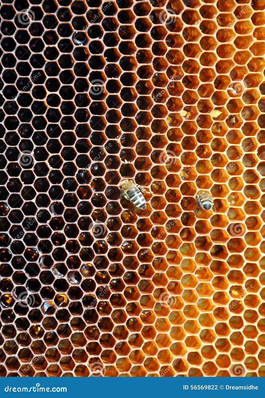 Bee frames with bees stock photo. Image of beeswax, frames - 56569822
