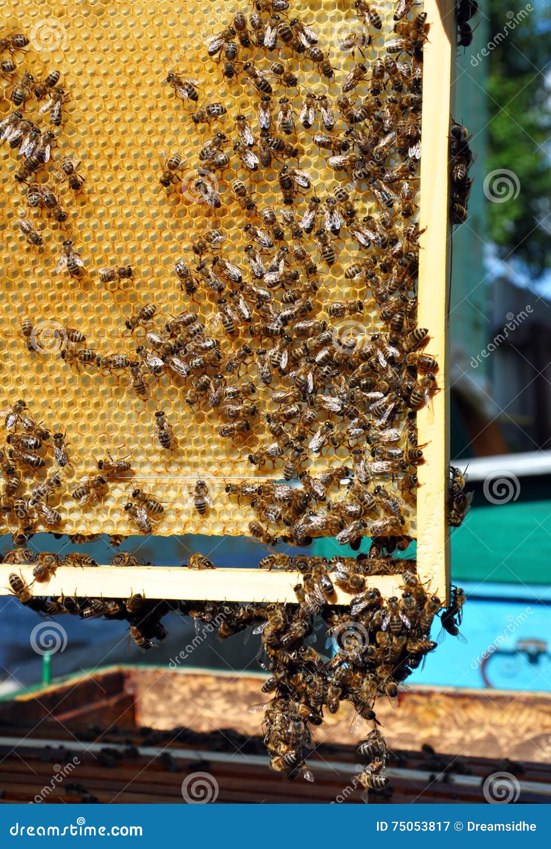Bee frames with bees stock image. Image of honeybee, frame - 75053817
