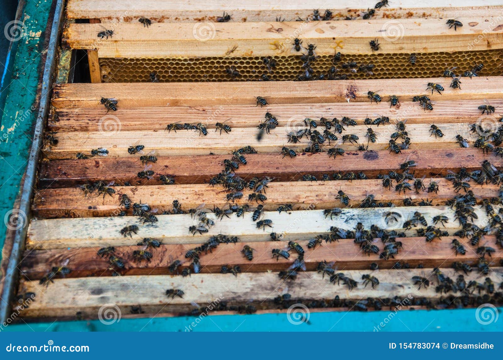 Bee frames with bees stock photo. Image of hexagon, honeyed - 154783074