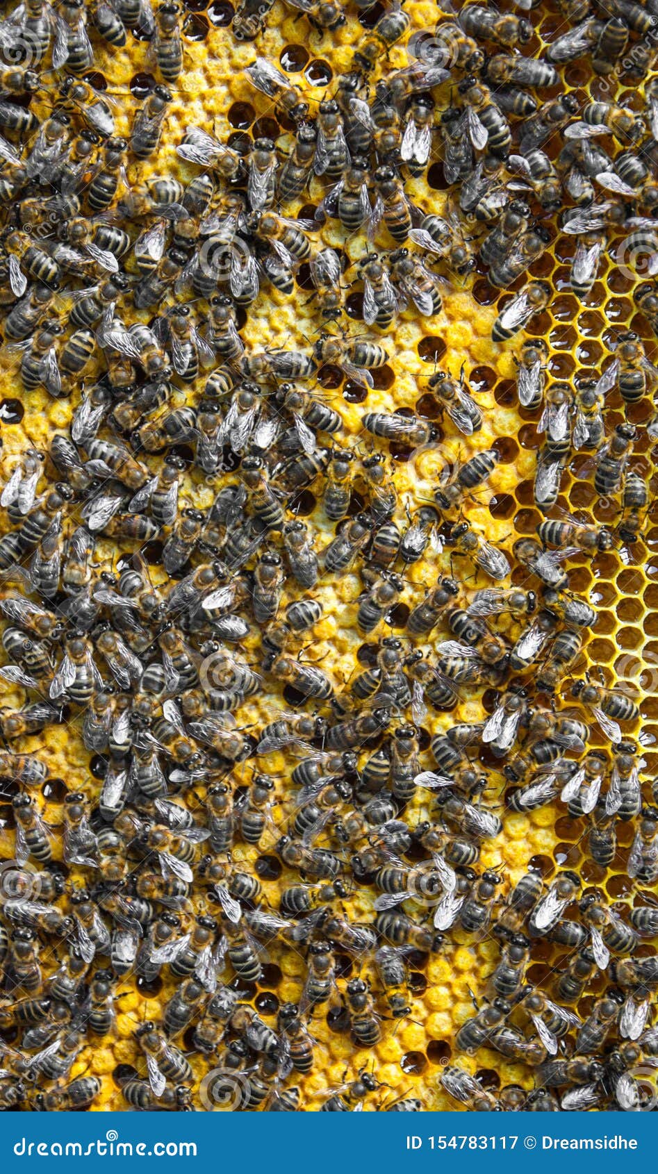 Bee frames with bees stock image. Image of honeyed, golden - 154783117