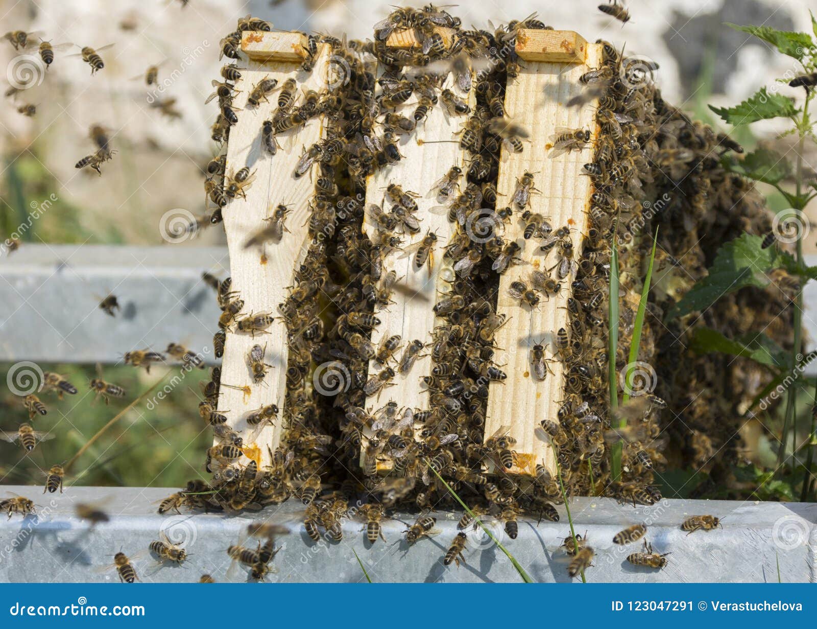 Bee frames close up stock image. Image of beekeeper - 123047291