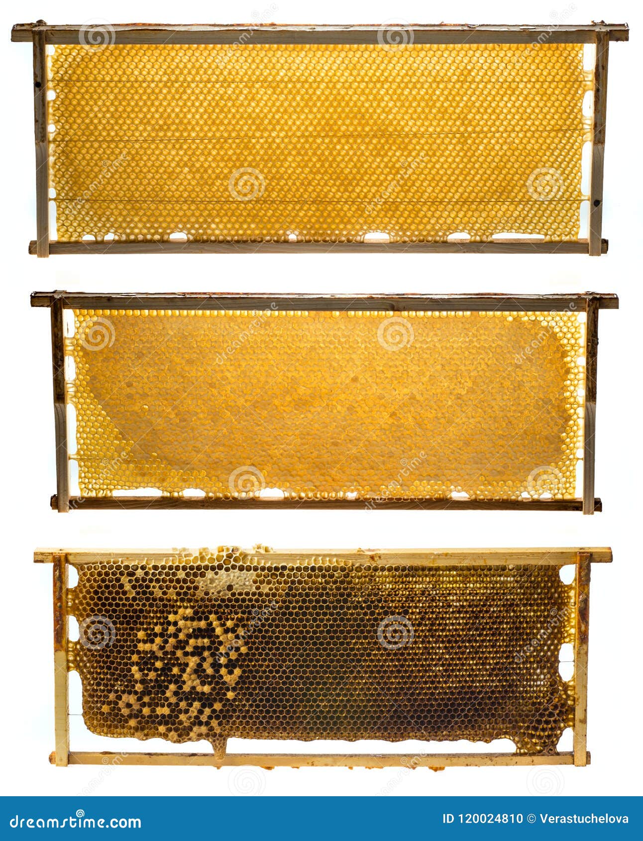 Bee Frames with Honey and Bee Brood Stock Photo - Image of closeup ...