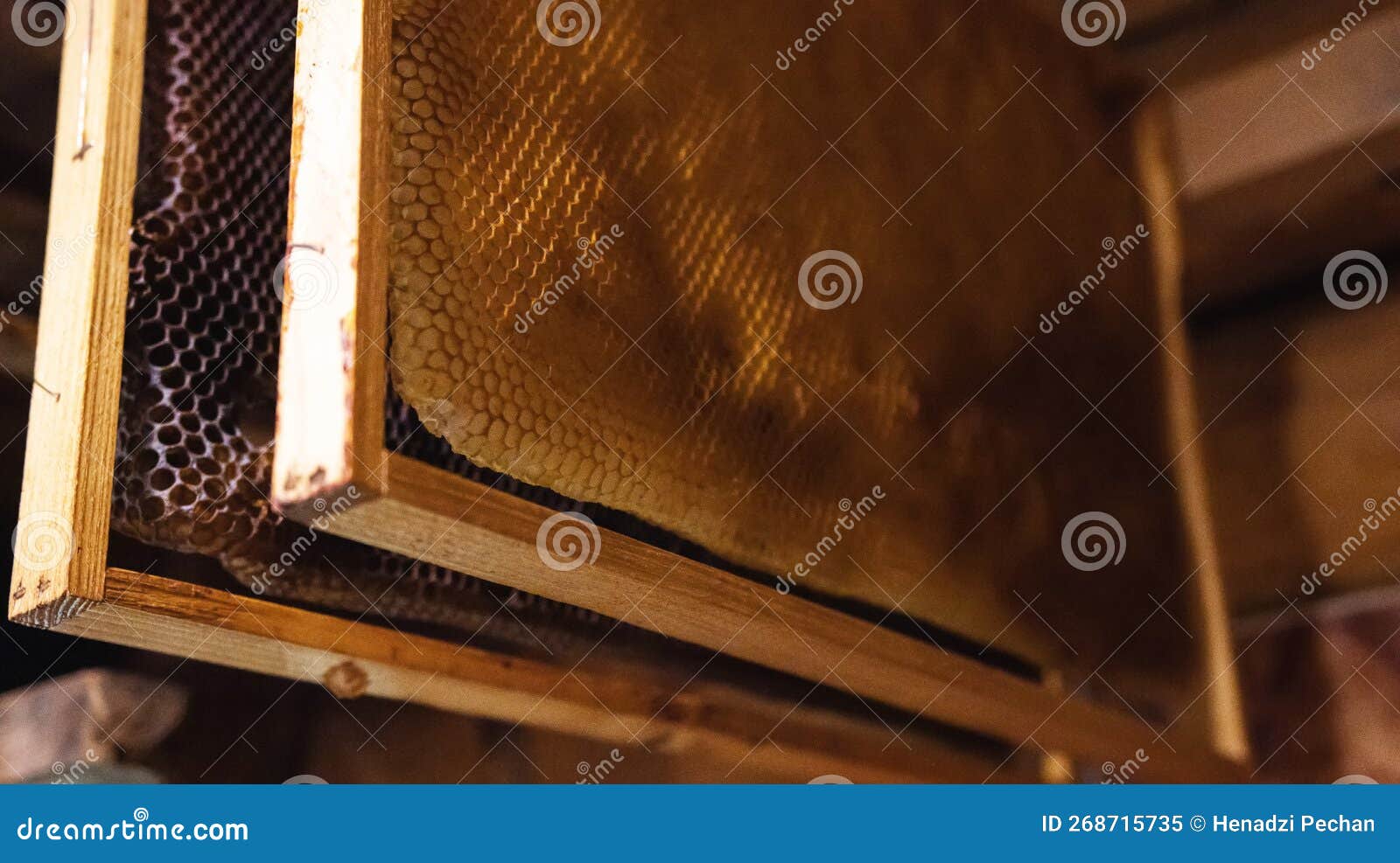 Bee Frames with Sealed Combs and Honey Hang in the Shed. Breeding Bees ...