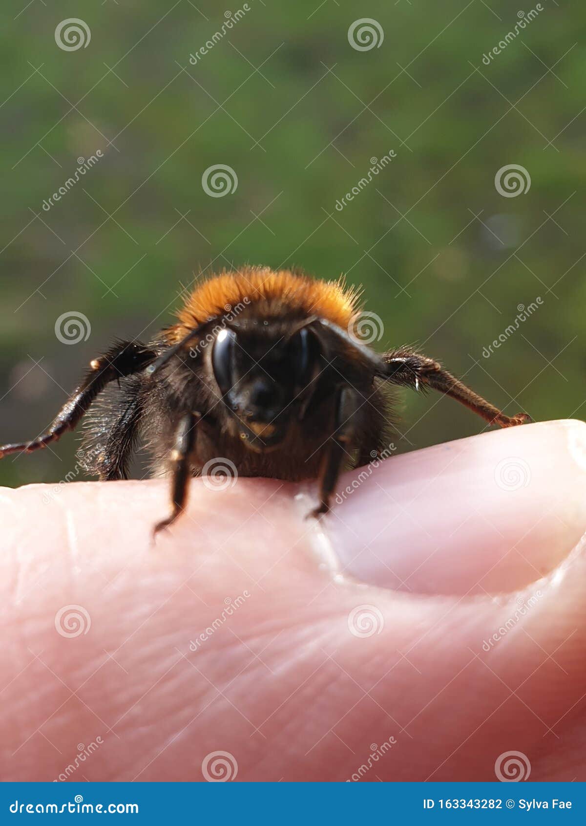 Bee Friendly stock photo. Image of waving, friendly - 163343282