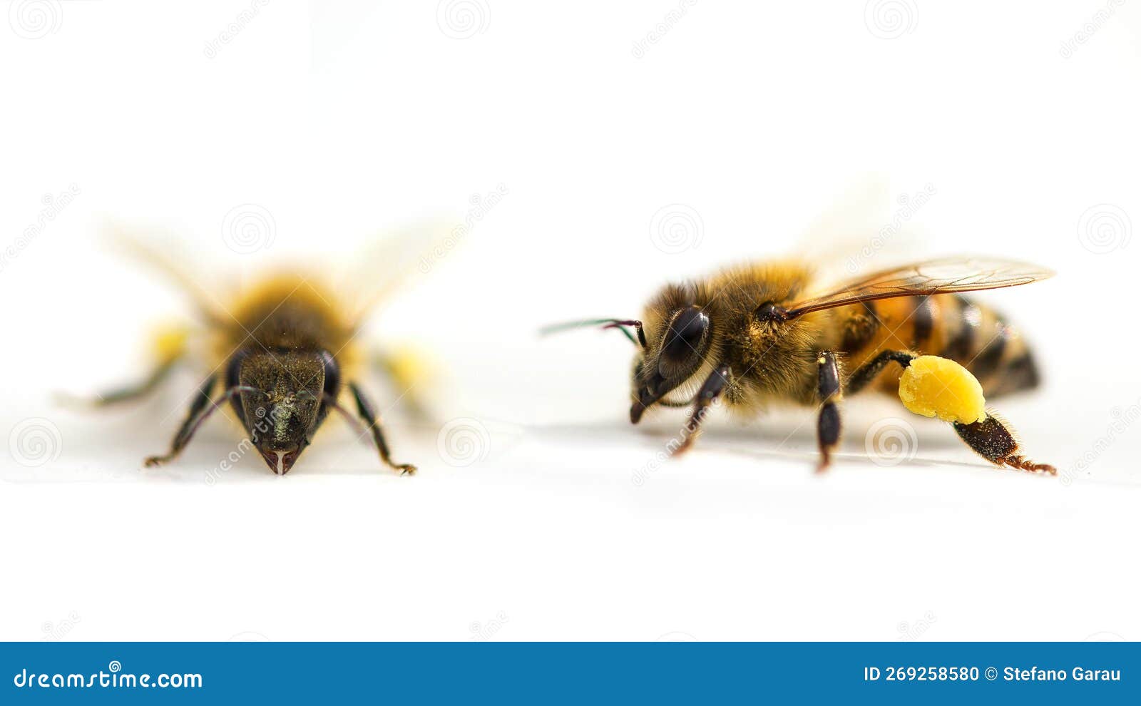 Bee Front Side - Lateral Side Isolated White Background. Stock Photo ...