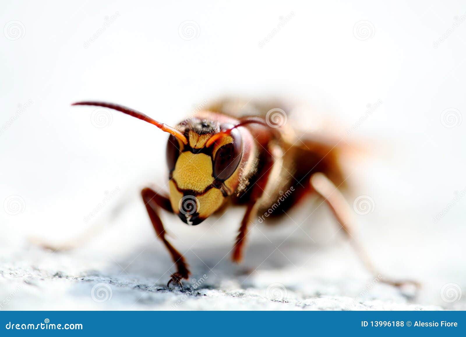 Bee front view stock photo. Image of pollen, apis, puncture - 13996188