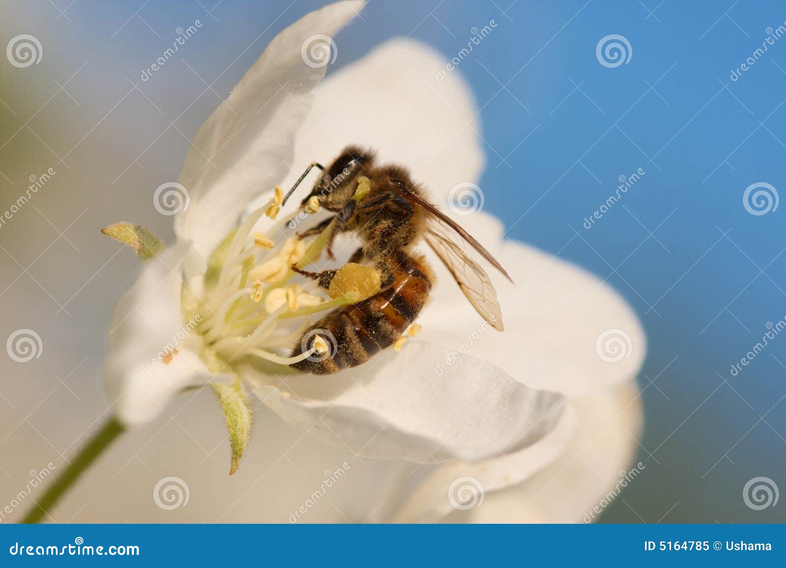 Bee on a Fruit Tree Blossom Stock Image - Image of petal, smell: 5164785