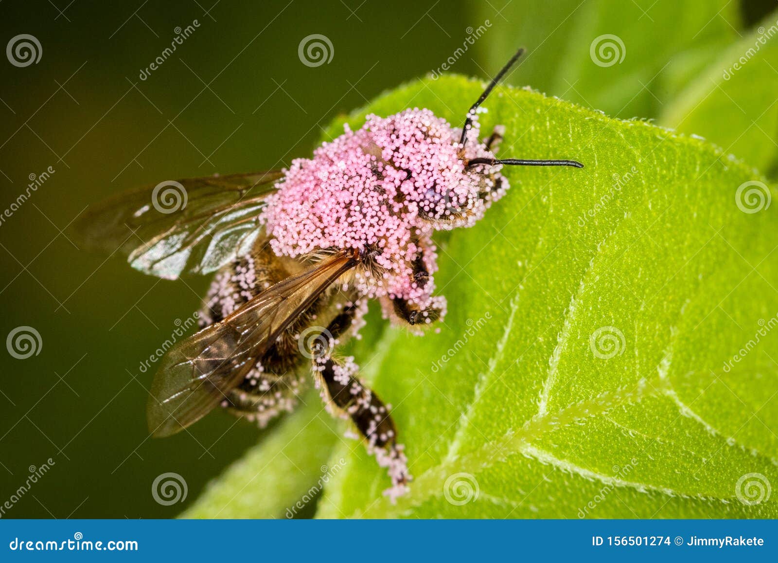 A Bee Full of Pink Pollen Sitting on a Green Leaf - Macro Shot Stock ...