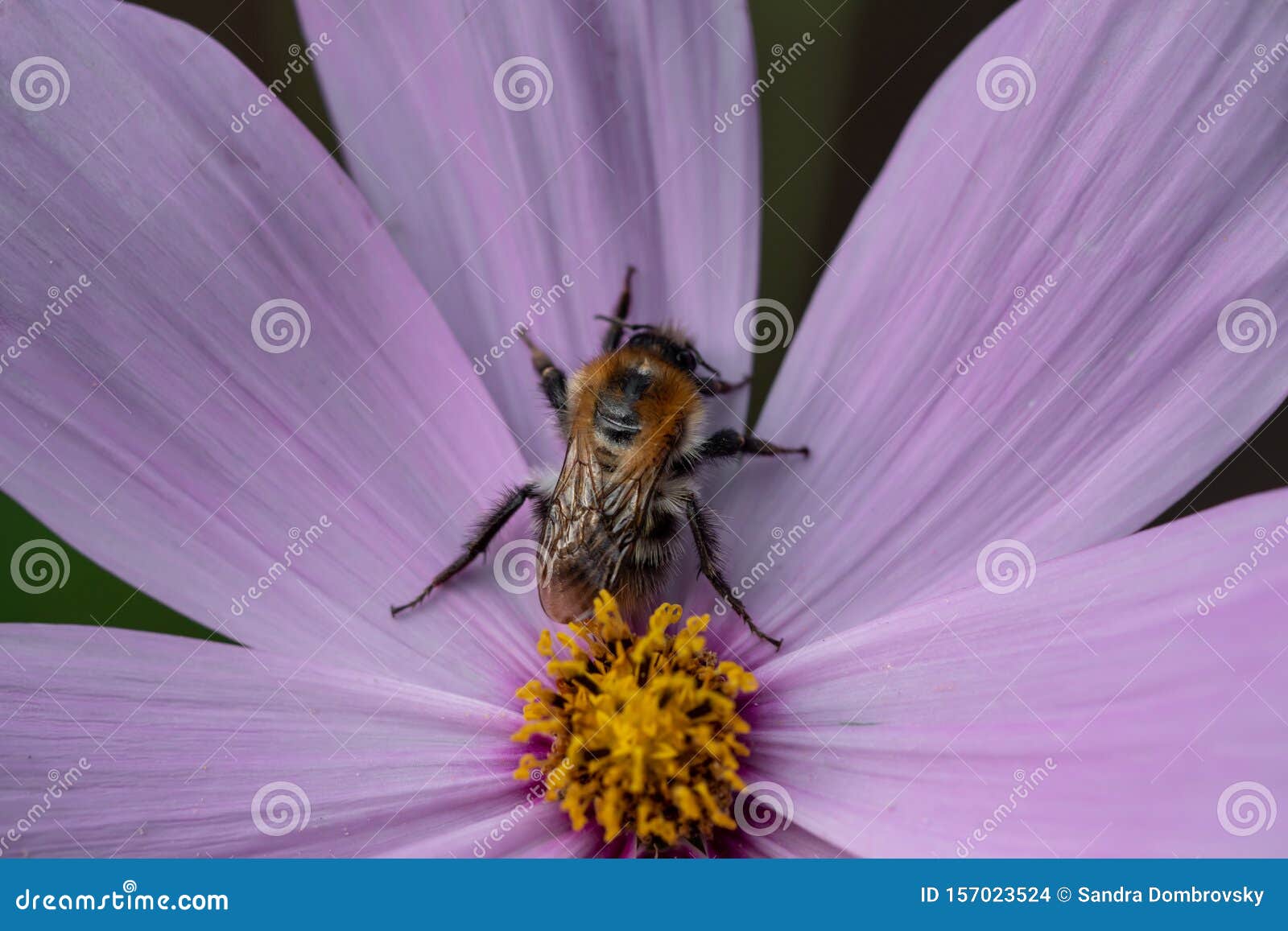 A Bee Full of Pollen on a Flower Stock Photo - Image of outdoors, honey ...