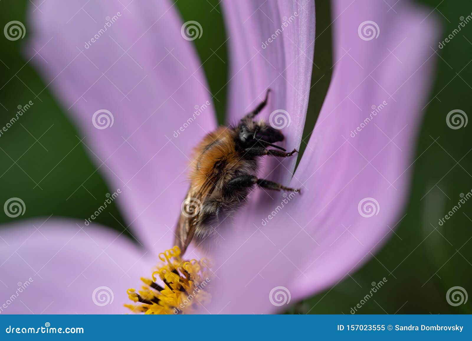 A Bee Full of Pollen on a Flower Stock Image - Image of garden, honey ...